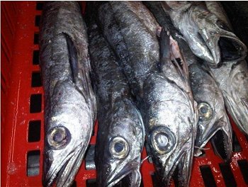 Atlantic Seafood - South African Seafood Suppliers