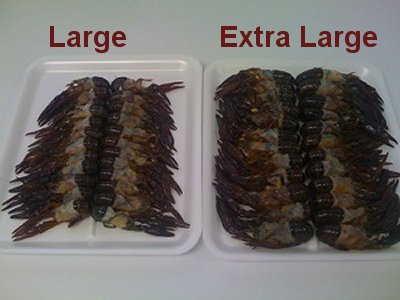 LTE, Inc. - Soft Shell Crawfish