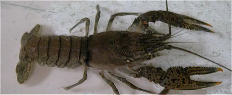 LTE, Inc. - Soft Shell Crawfish