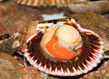 Scot Fresh Shellfish Ltd - Scottish Shellfish Exporter