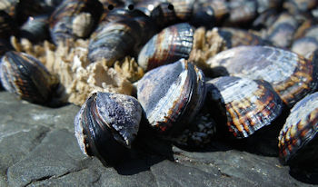 Scot Fresh Shellfish Ltd - Scottish Shellfish Exporter